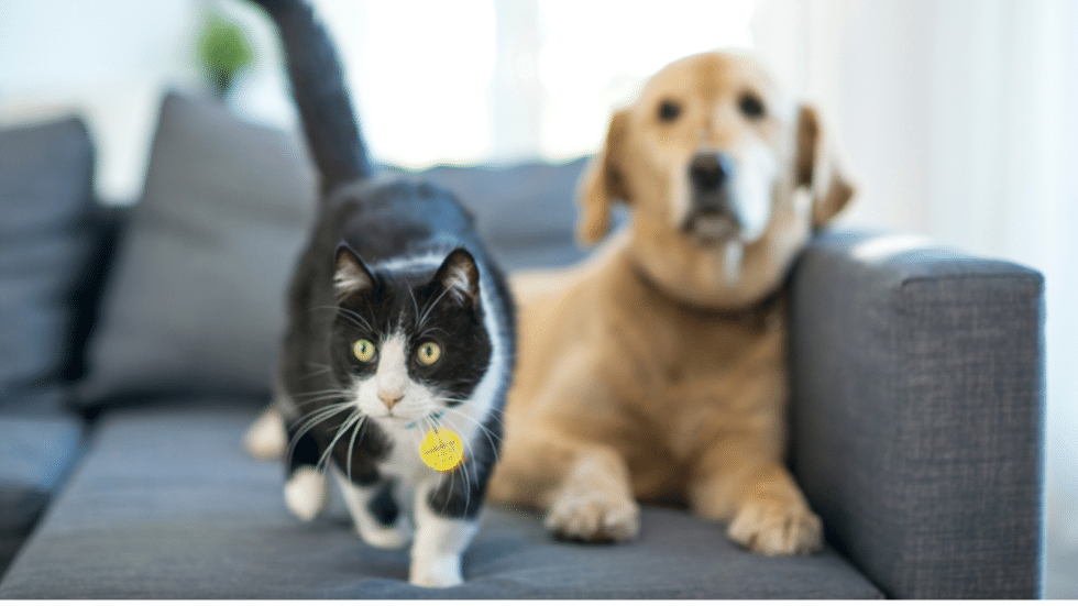 Can Pets Get Cavities | The Pet Clinic